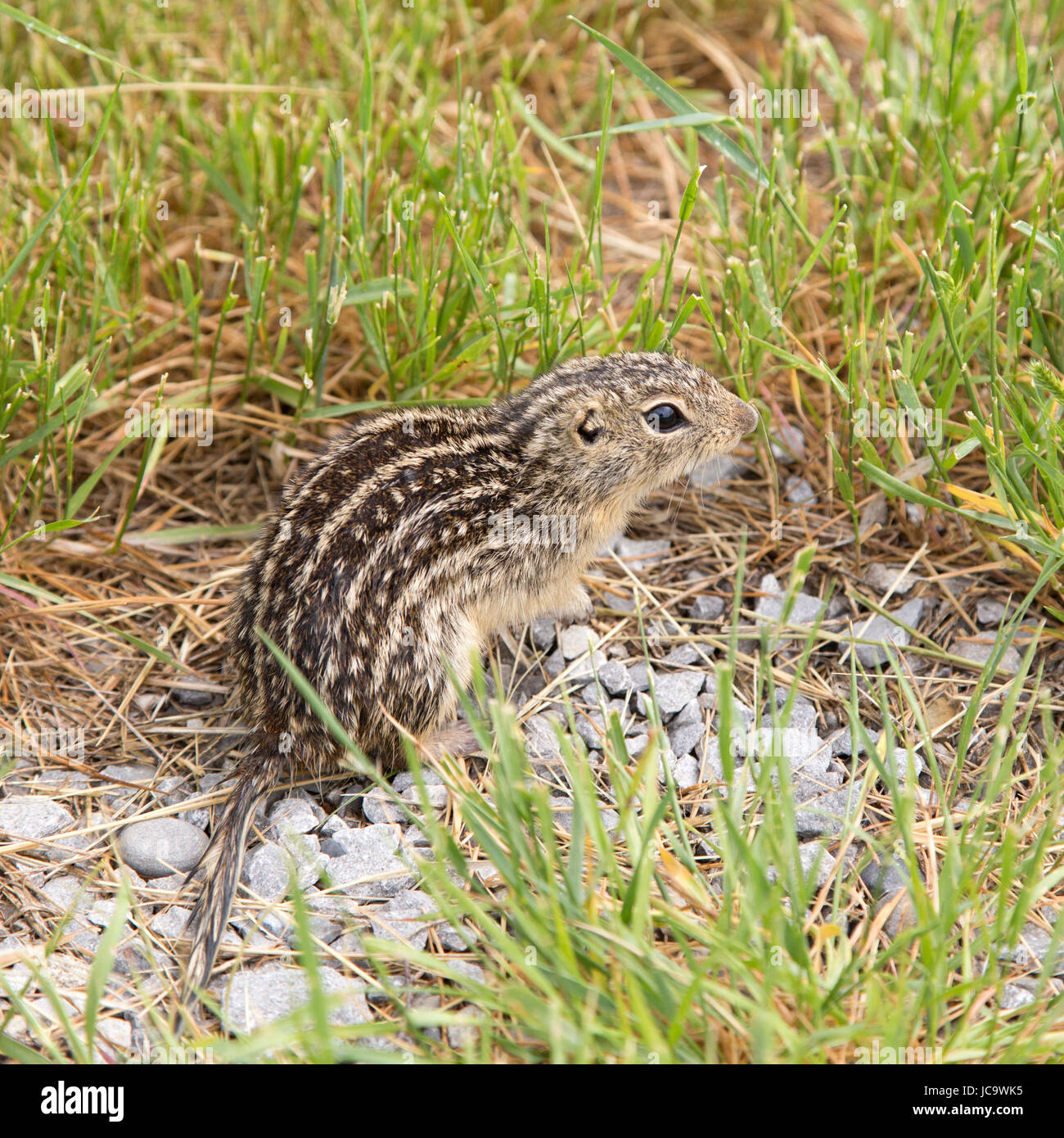 Striped gopher hi-res stock photography and images - Alamy