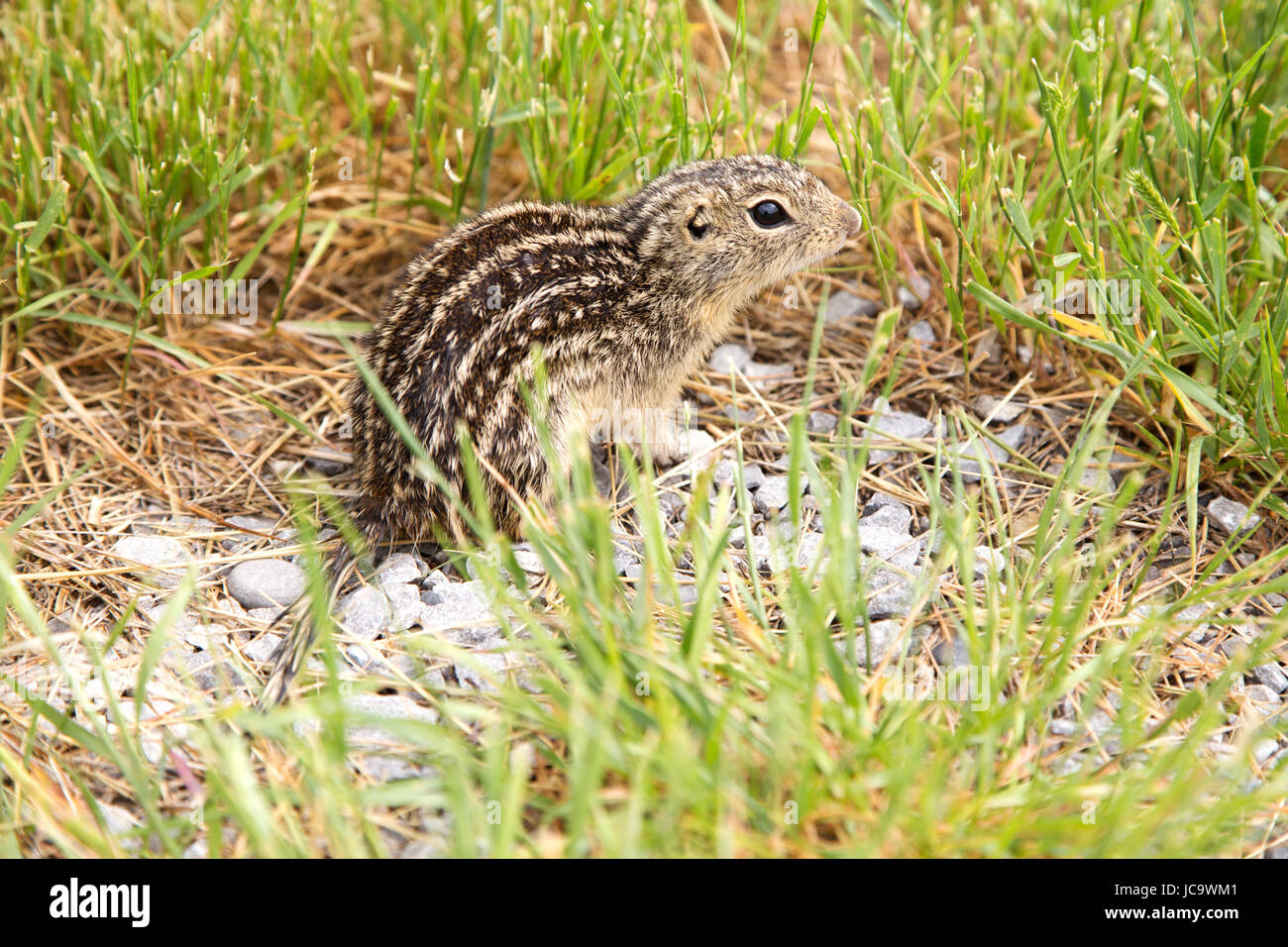 Striped gopher hi-res stock photography and images - Alamy