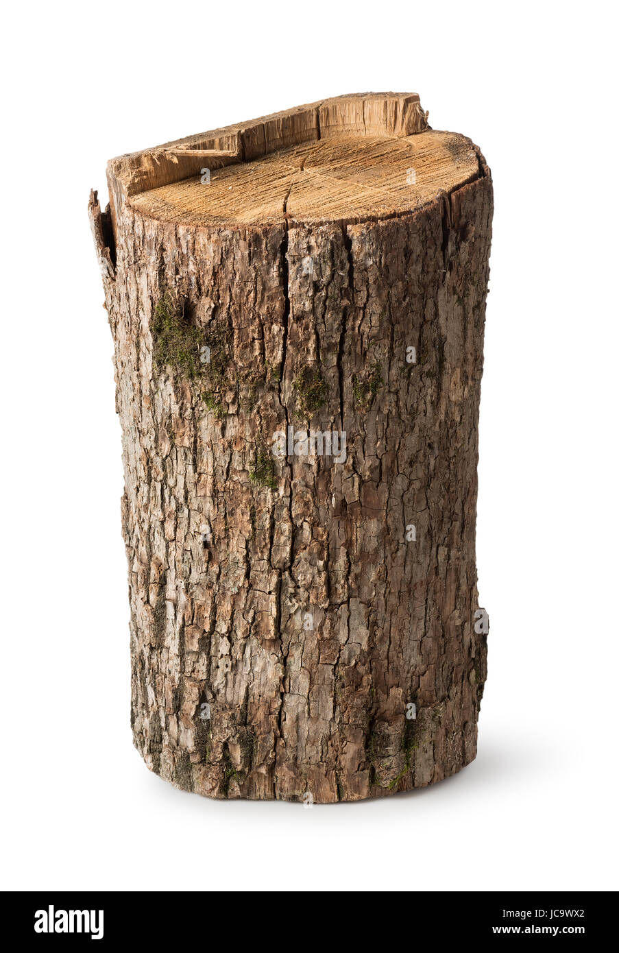 Big stump isolated on a white background Stock Photo - Alamy