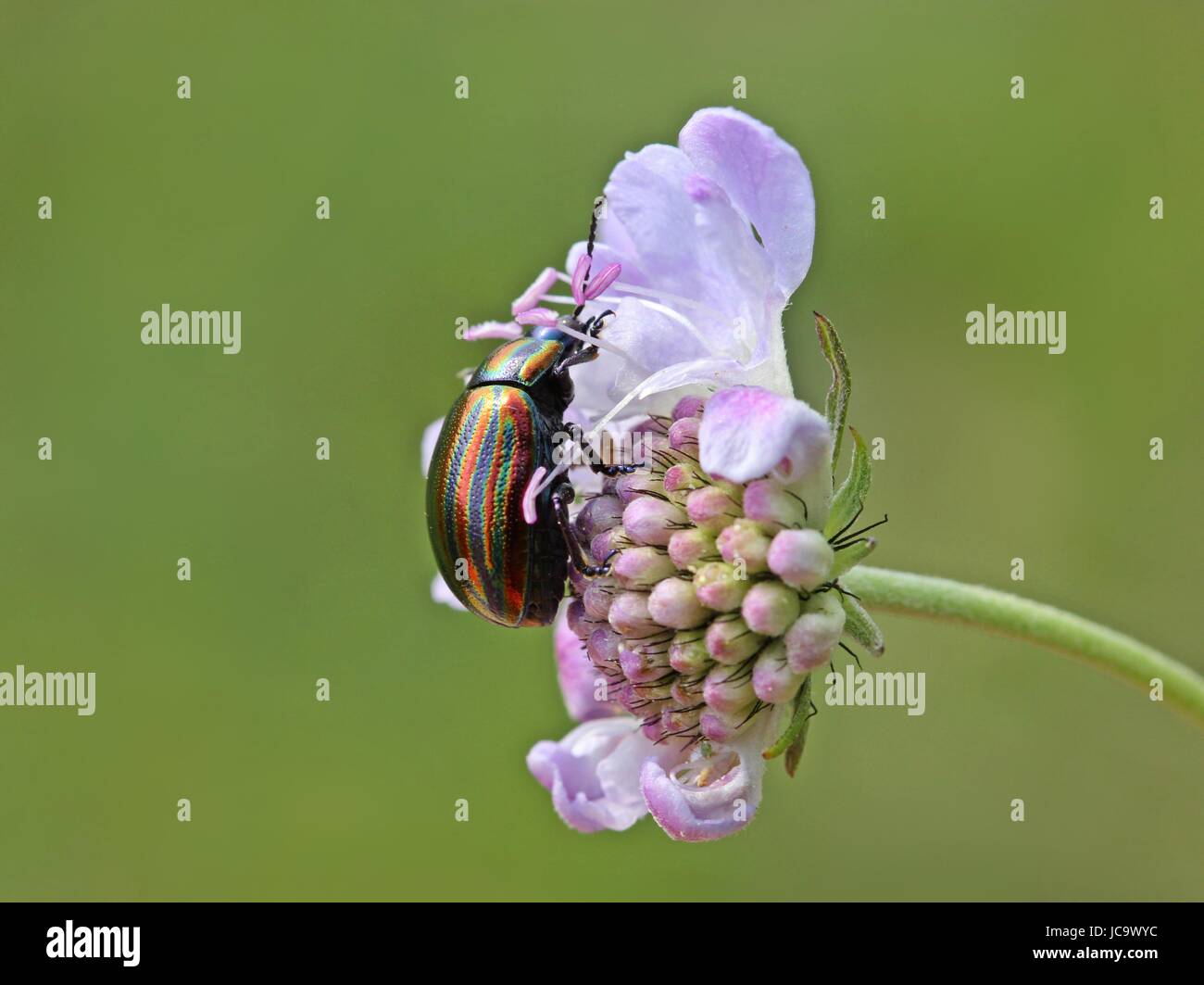Striated blossom hi-res stock photography and images - Alamy