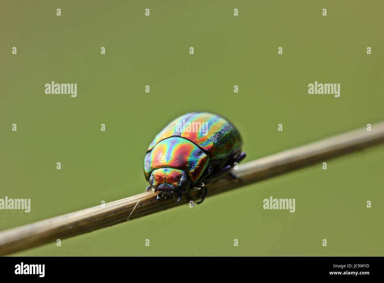 Snowdon beetle hi-res stock photography and images - Alamy