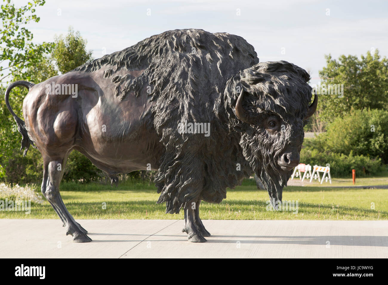 A statue of a bison in Calgary, Canada. Bison were once a common sight ...