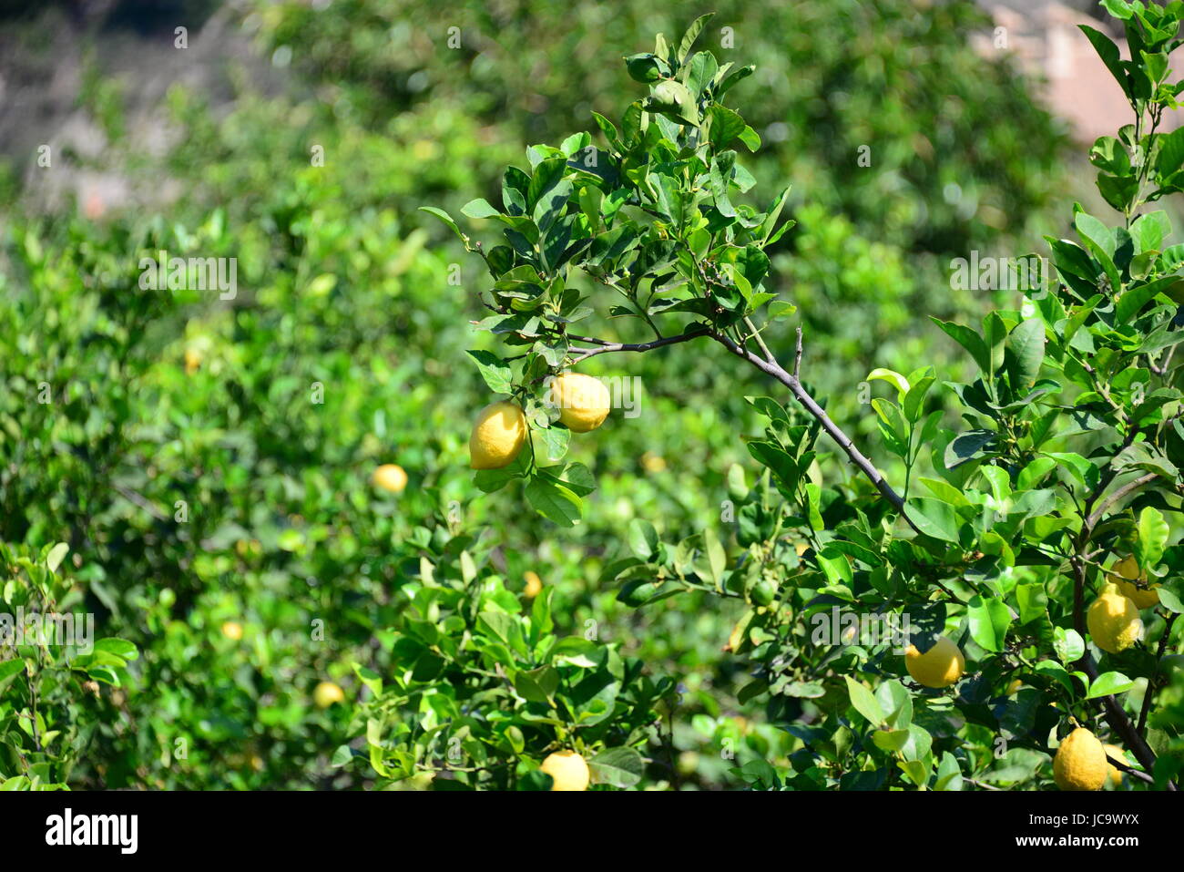lemon tree at - spain Stock Photo - Alamy