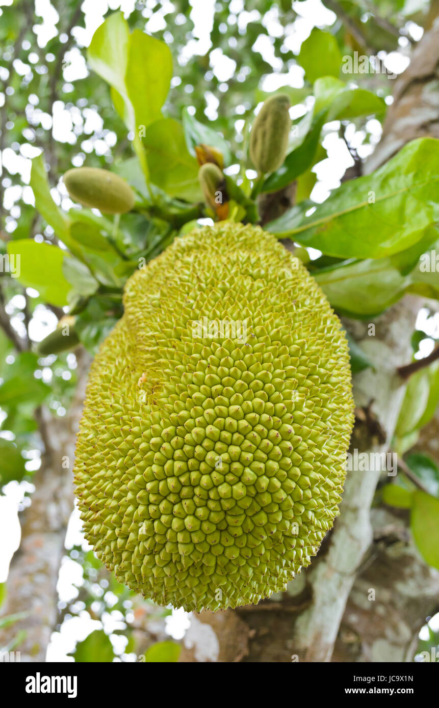 Jackfruit is a tropical fruit ripening on the tree Stock Photo - Alamy