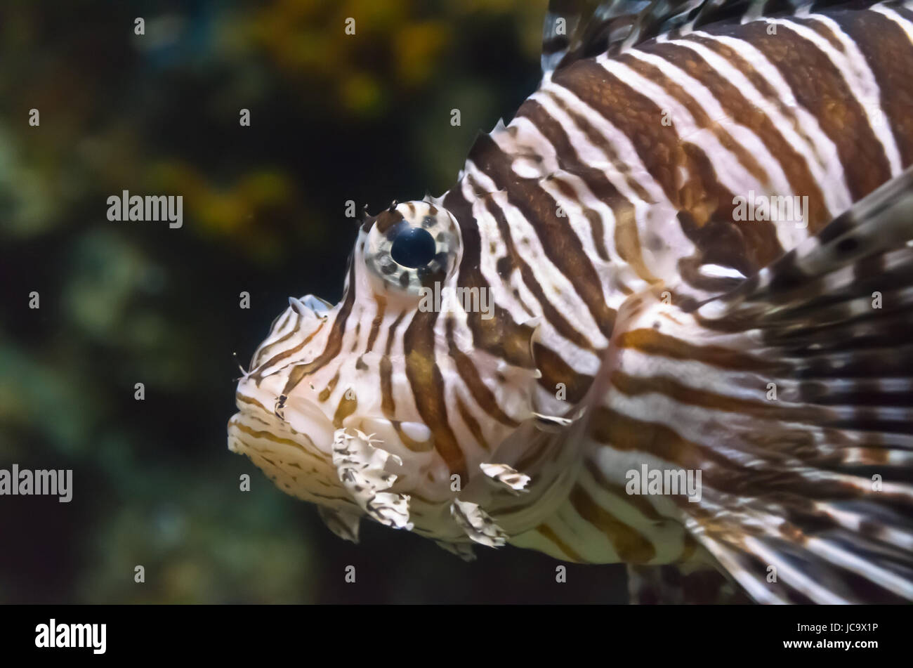Close up half body Lionfish, Beautiful marine fish on the sea Stock ...