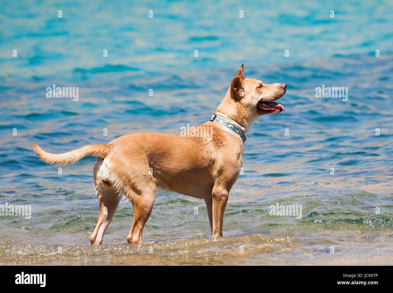 Dog playing in the sea at noon Stock Photo - Alamy