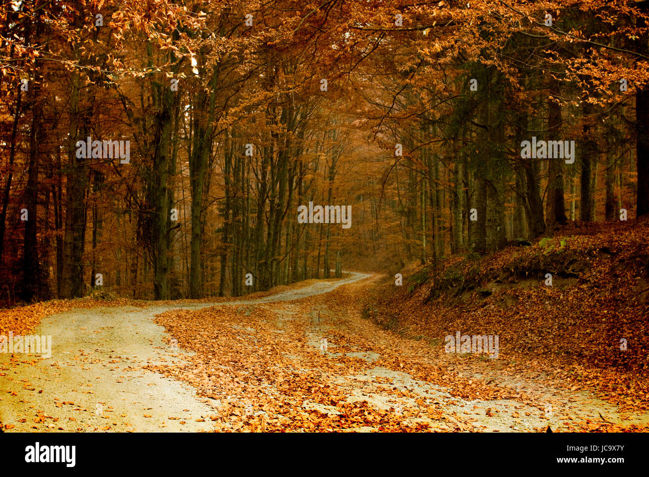 Vintage photo of curving road in autumn forest Stock Photo - Alamy
