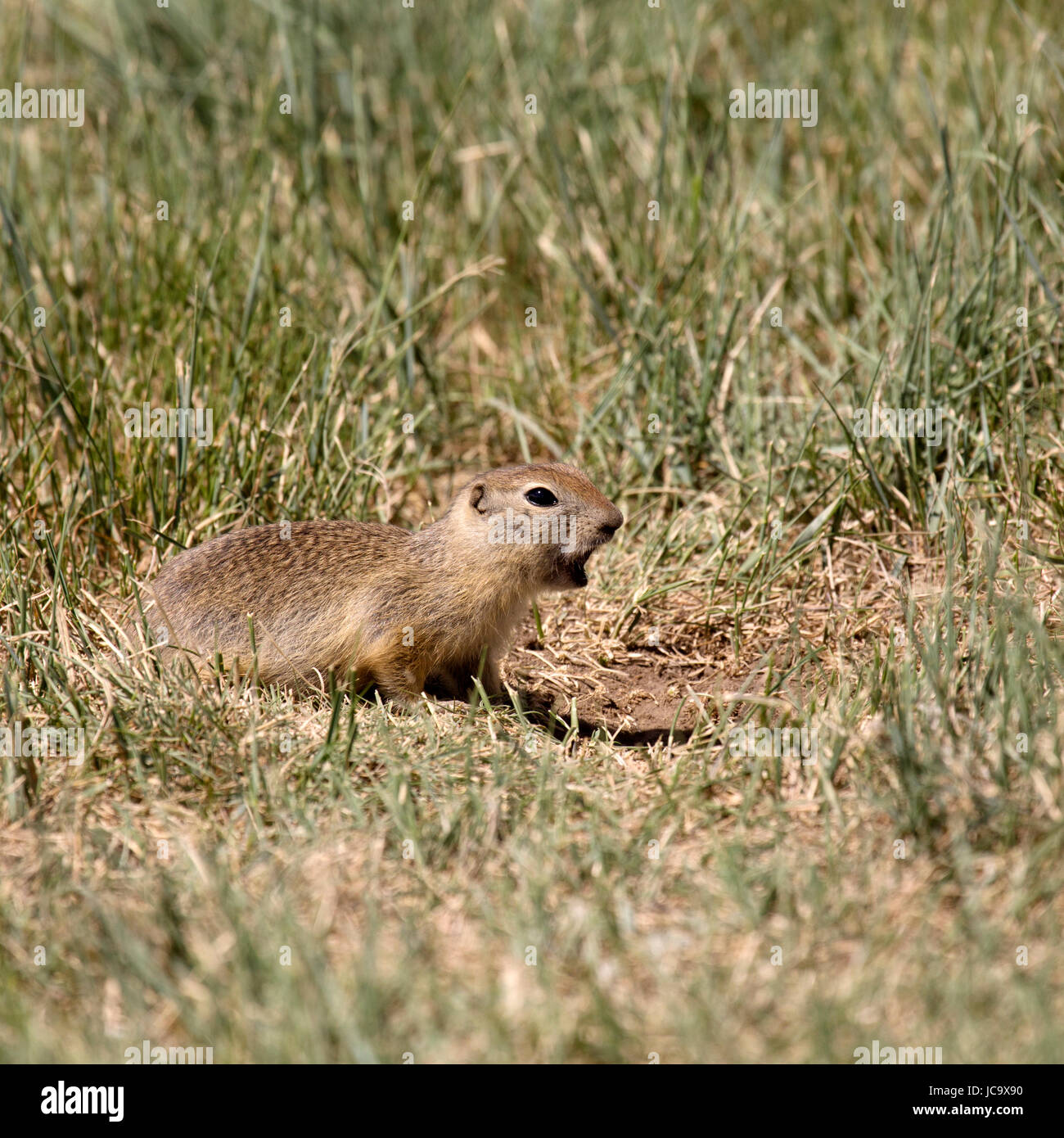 Flickertail hi-res stock photography and images - Alamy