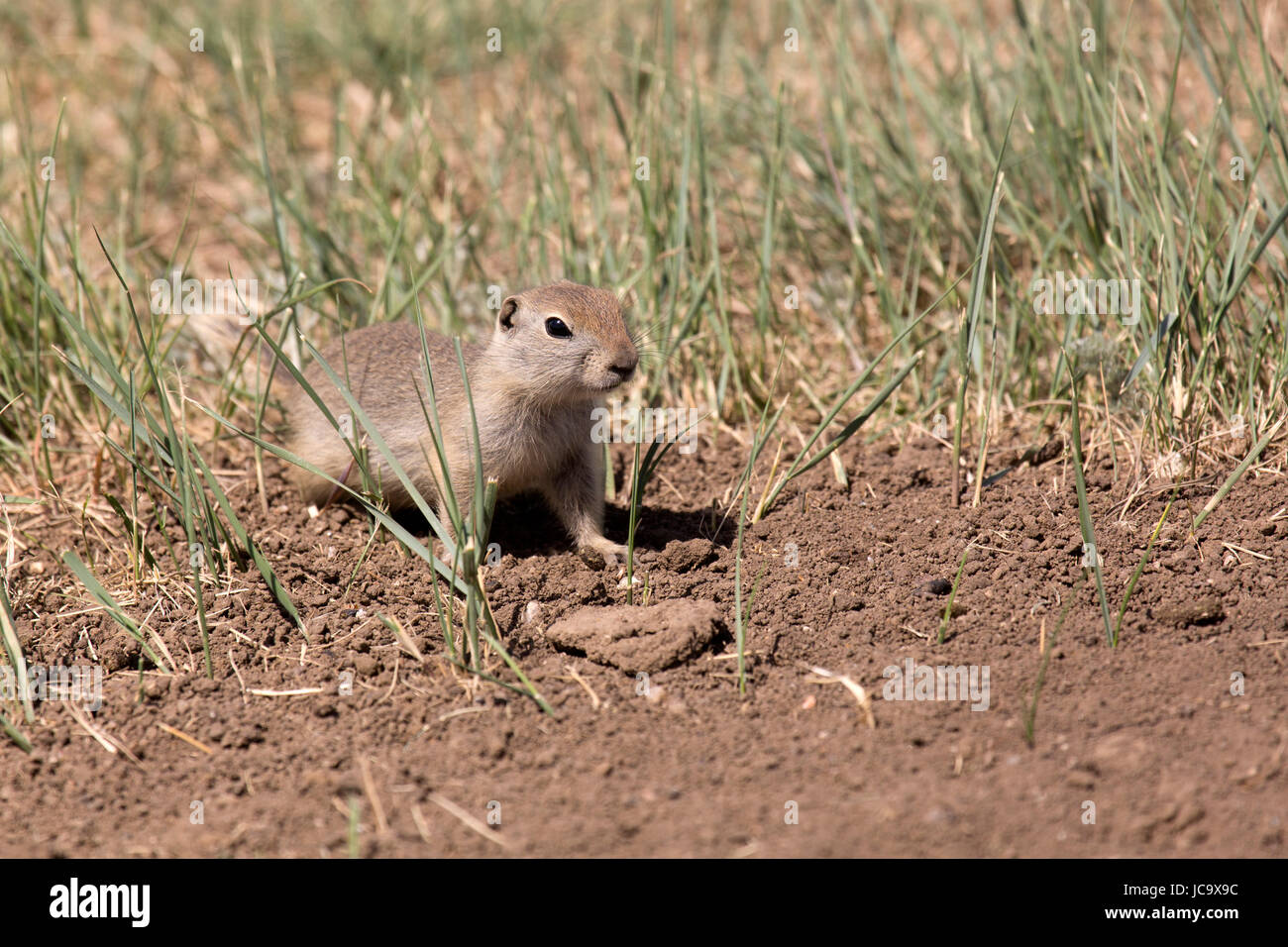 Canadian gopher hi-res stock photography and images - Alamy