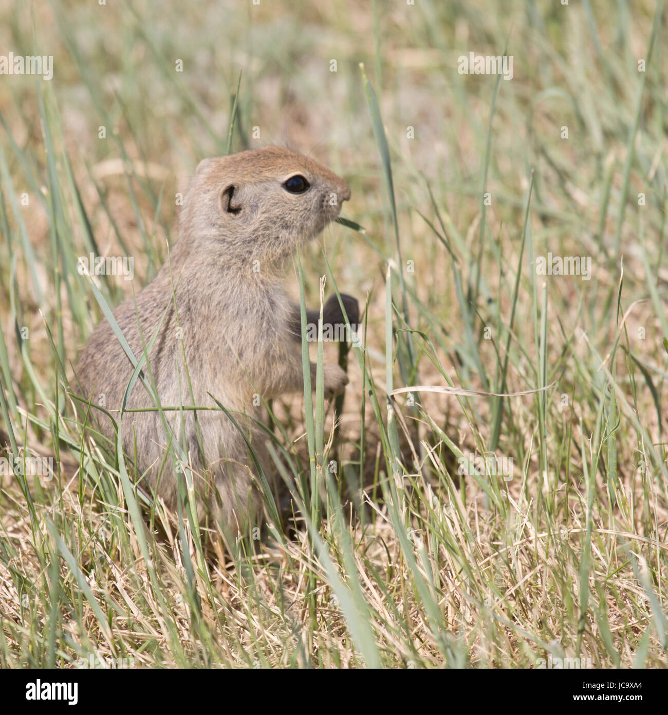 A gopher, also known as Richardson's ground squirrel, at Horsethief ...
