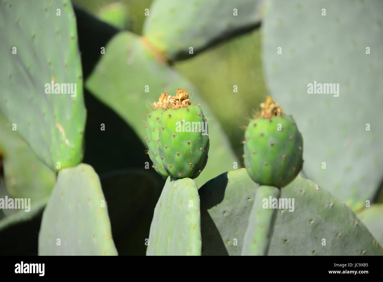 feige cactus - spain Stock Photo - Alamy