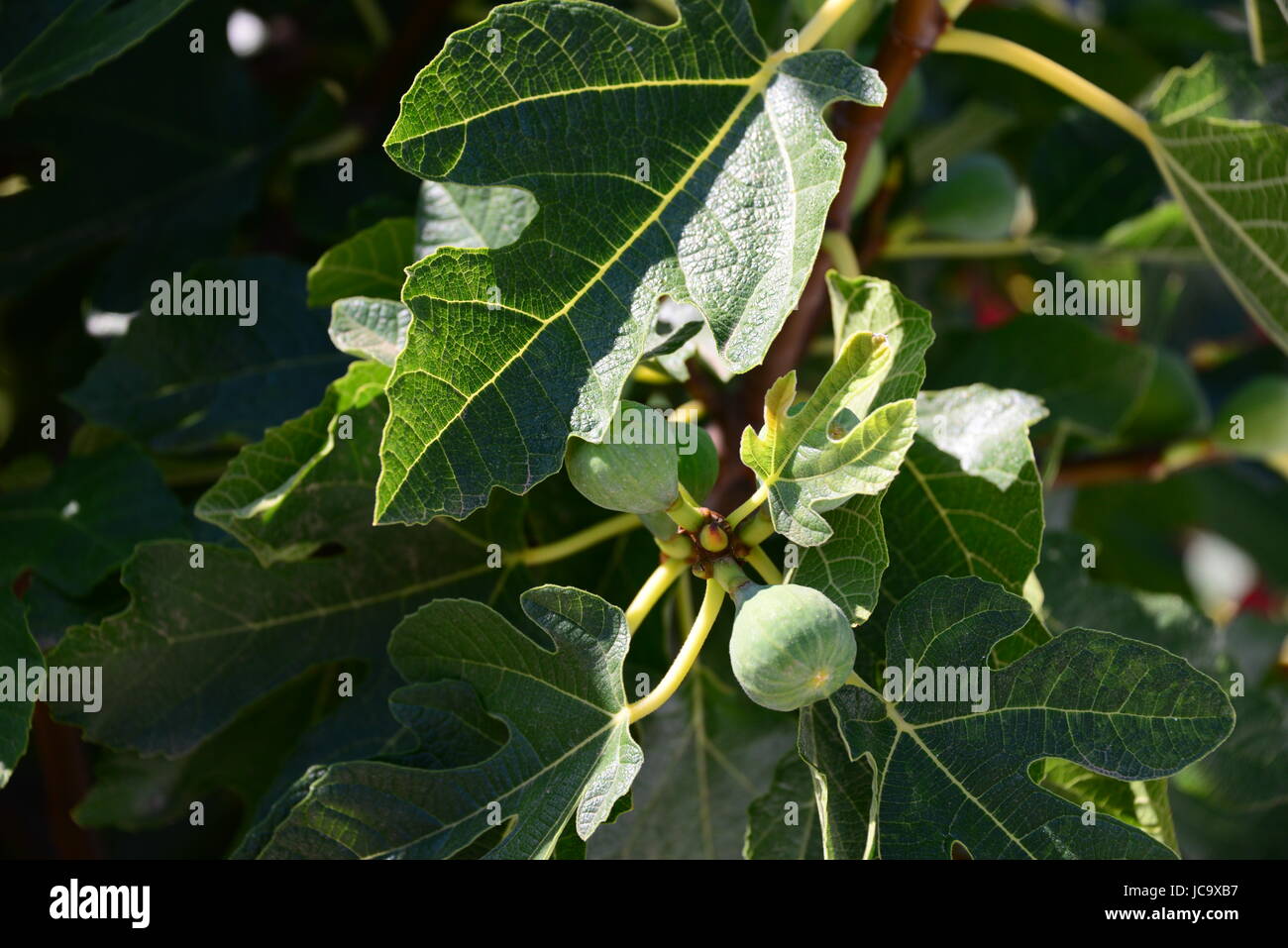 figs am fig tree - spain Stock Photo - Alamy