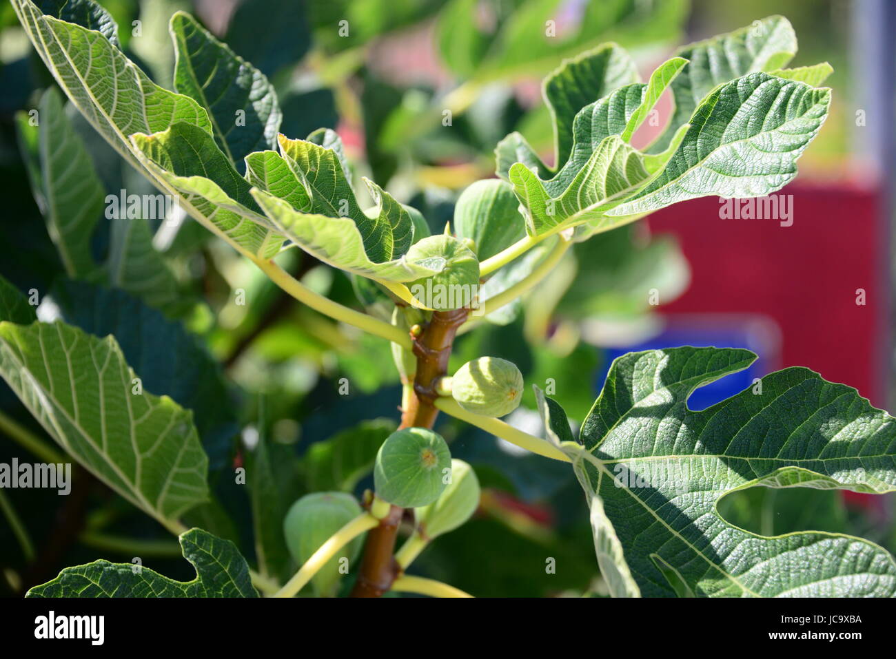 figs at fig tree - spain Stock Photo - Alamy