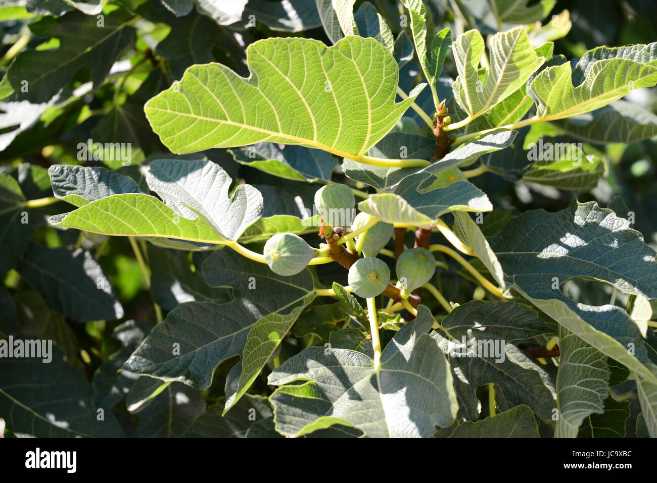 figs am fig tree - spain Stock Photo - Alamy