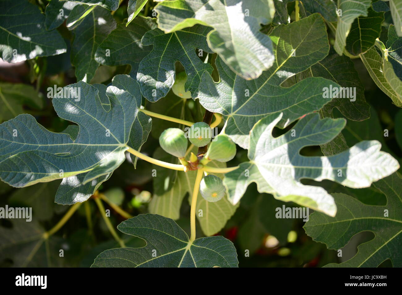 figs am fig tree - spain Stock Photo - Alamy