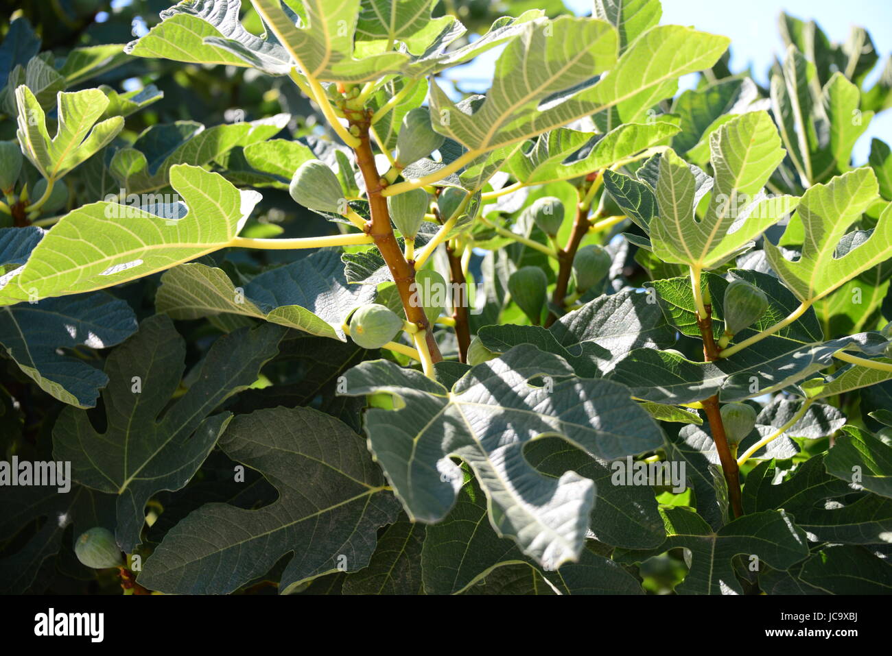 figs on the fig tree - spain Stock Photo - Alamy