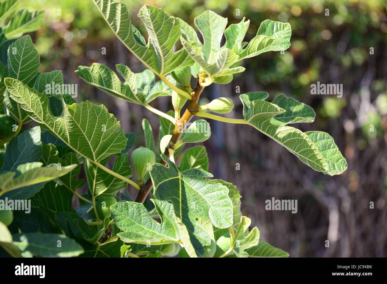 figs am fig tree - spain Stock Photo - Alamy