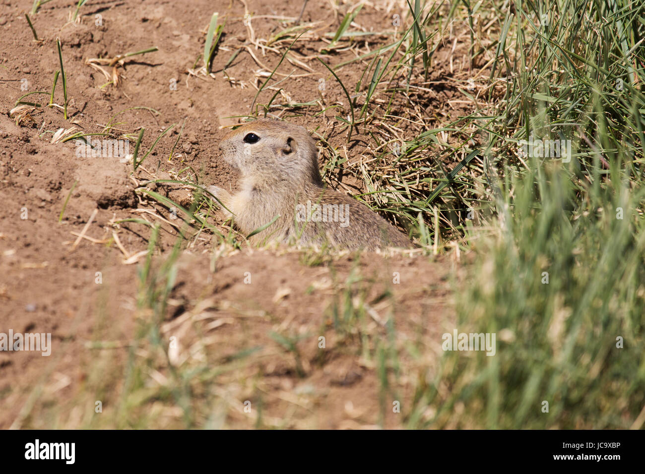 Flickertail hi-res stock photography and images - Alamy