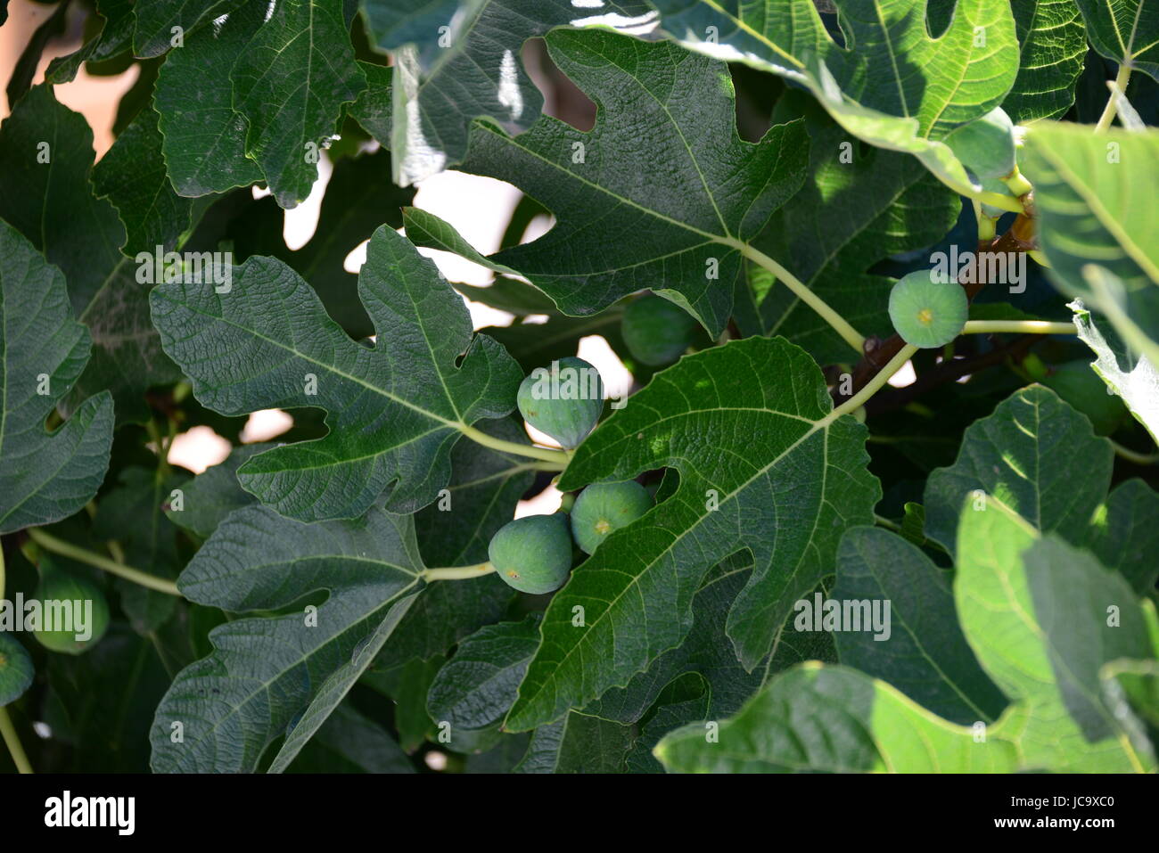 autumn foliage fig tree Stock Photo - Alamy