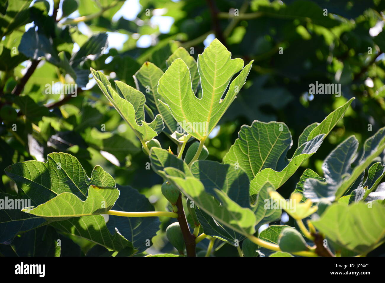 figs at fig tree - spain Stock Photo - Alamy