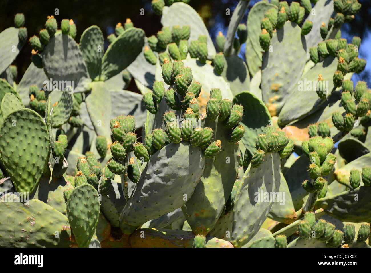 feige cactus - spain Stock Photo - Alamy