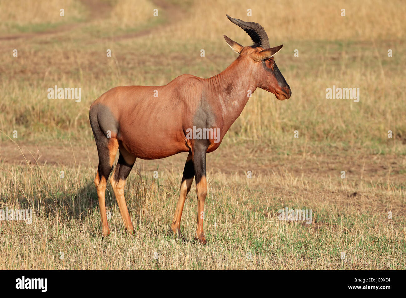 A topi antelope (Damaliscus korrigum), Masai Mara National Reserve ...