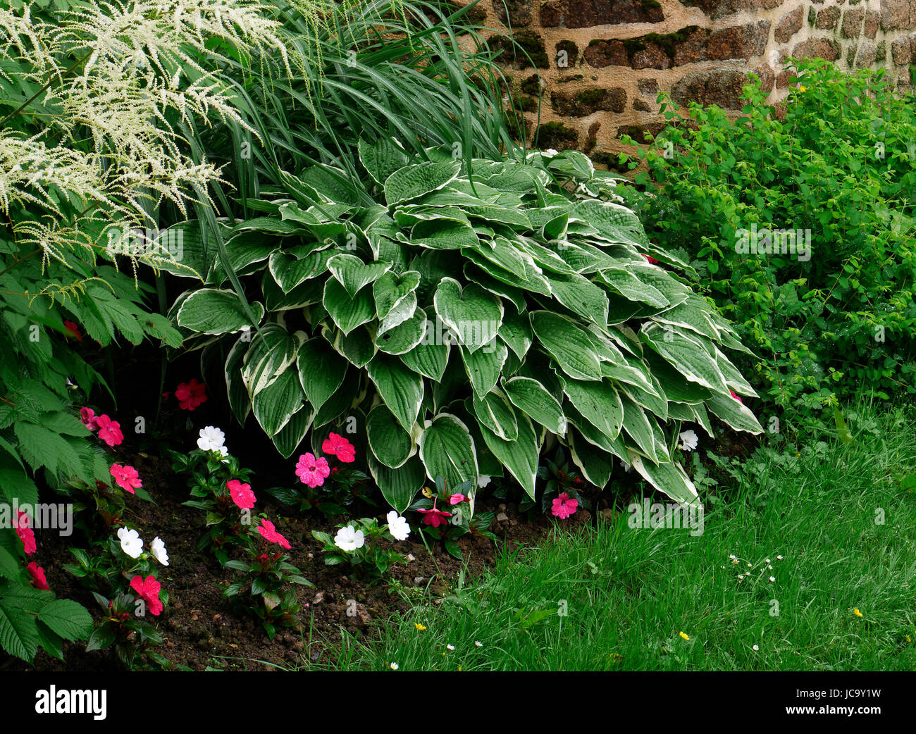 Hosta crispula (Common names : Fragrant plantain lily; Plantain lily ...