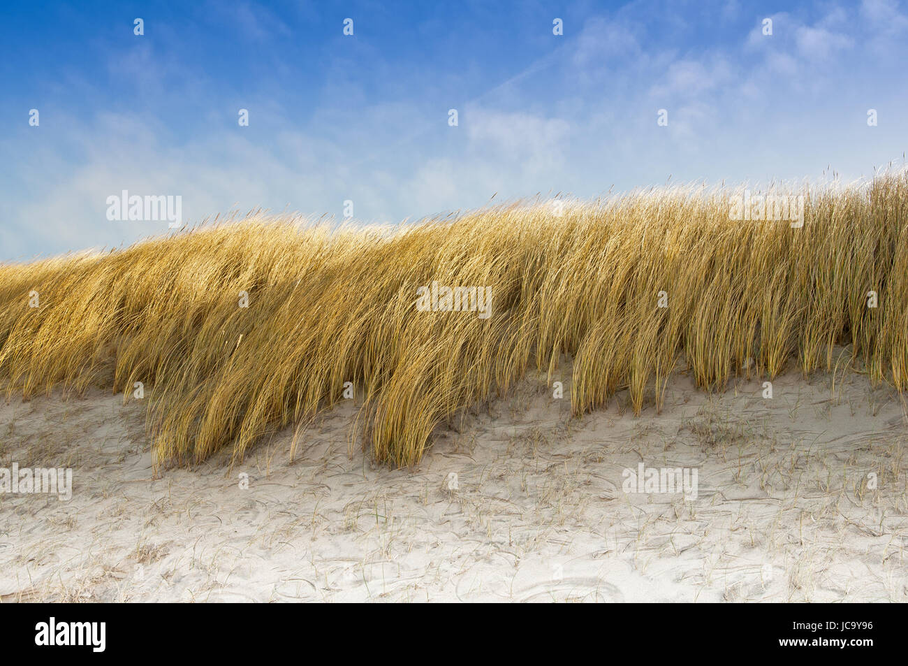 Beach oats as dune protection Stock Photo - Alamy