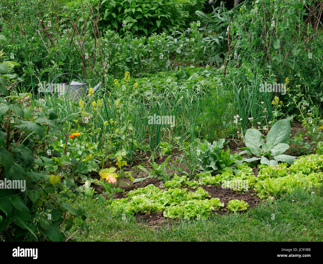 Vegetable garden, beds of lettuces, onions, green beans, peas, fava ...