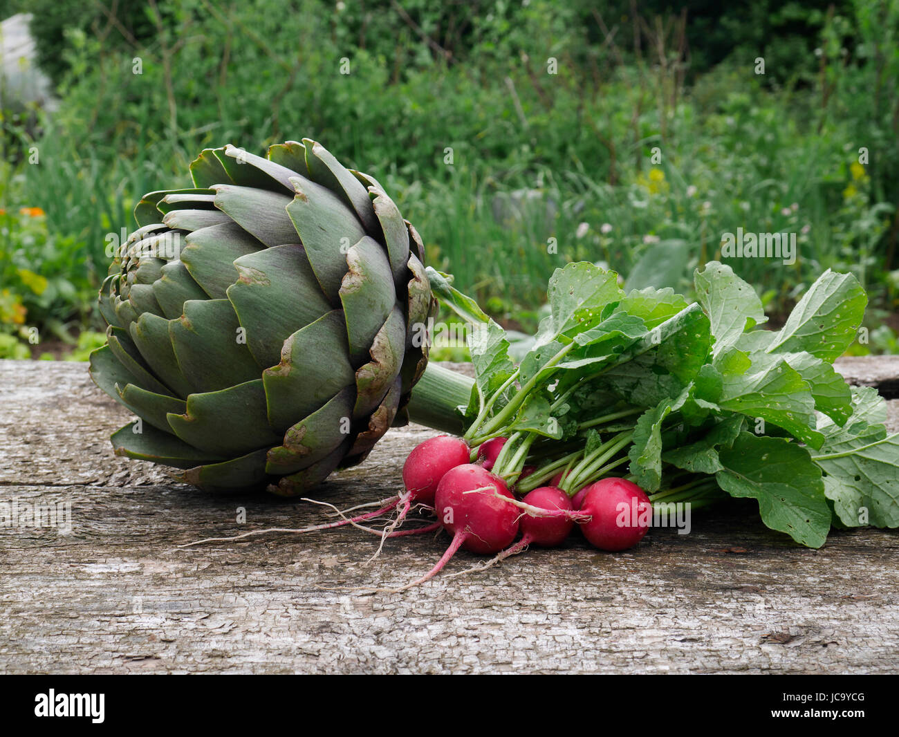 Frsh picking of artichoke and radishes (Raphanus sativus). Suzanne's ...