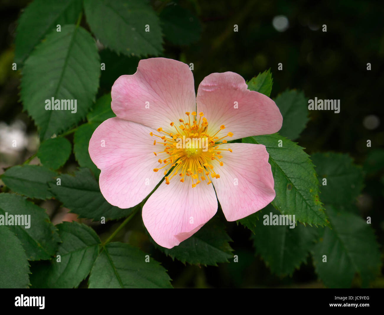 Wild rose (Rosa canina) in bloom in a garden (Suzanne's vegetable ...