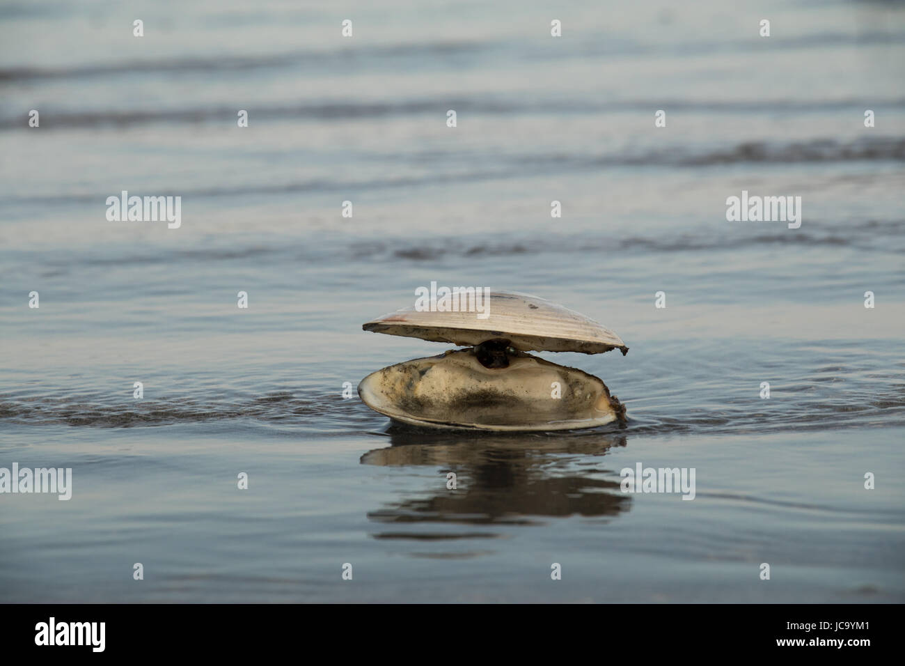 An open seashell in the waves Stock Photo - Alamy