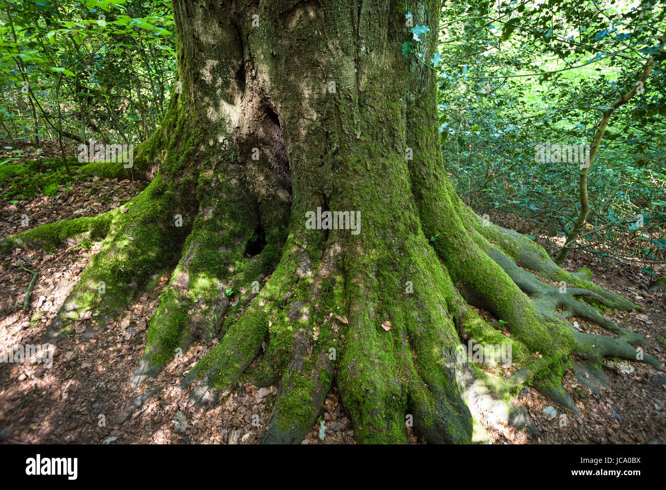 Germany, in a forest at the Ruhrhoehenweg in the Ardey mountains near ...