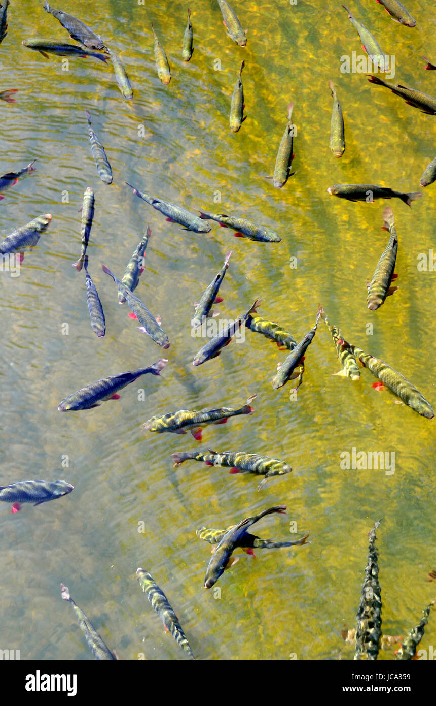 Rudd scardinius erythrophthalmus in lake hi-res stock photography and ...