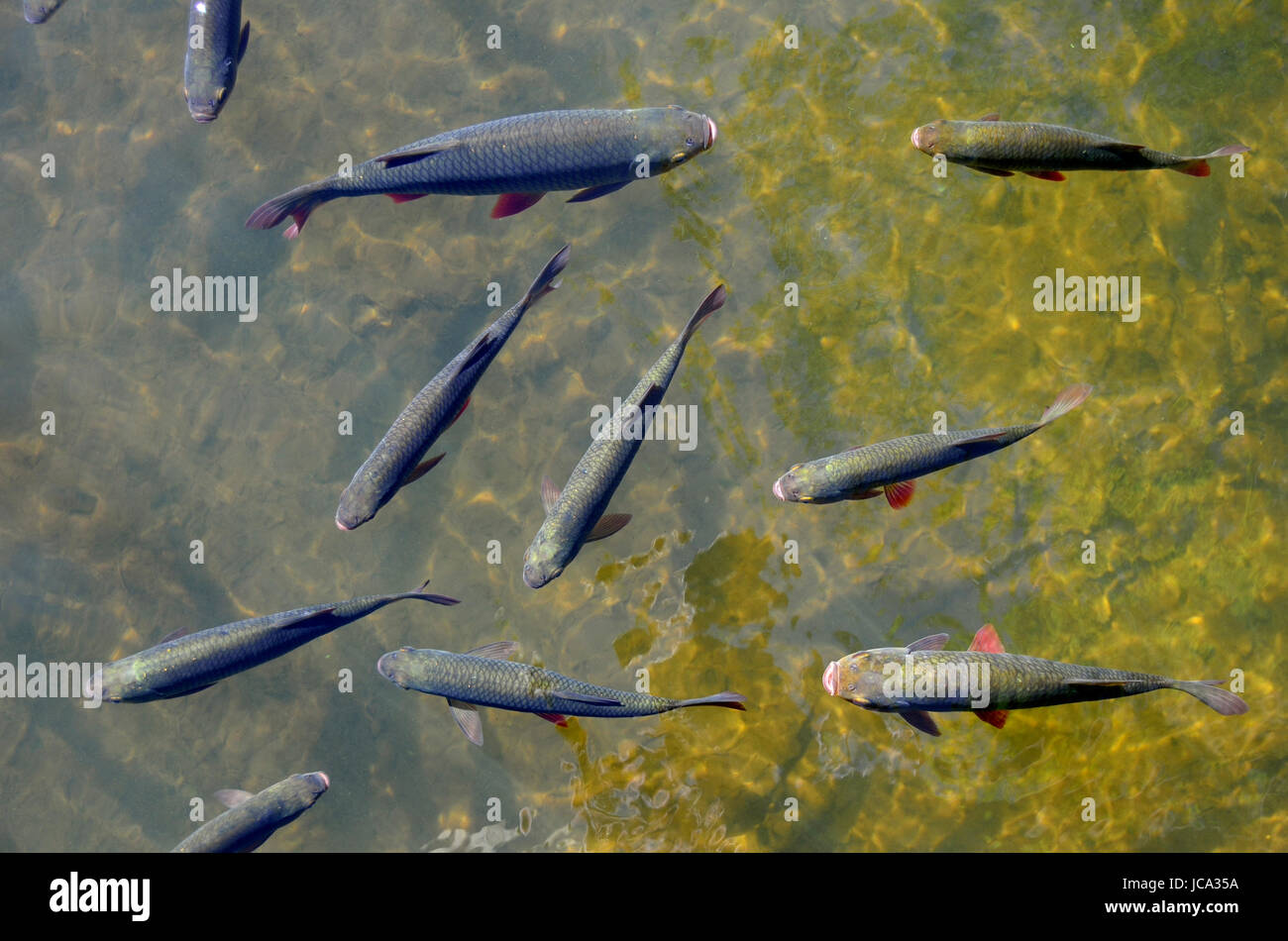 Common Rudd (Scardinius erythrophthalmus) in a pond, Kent, England ...