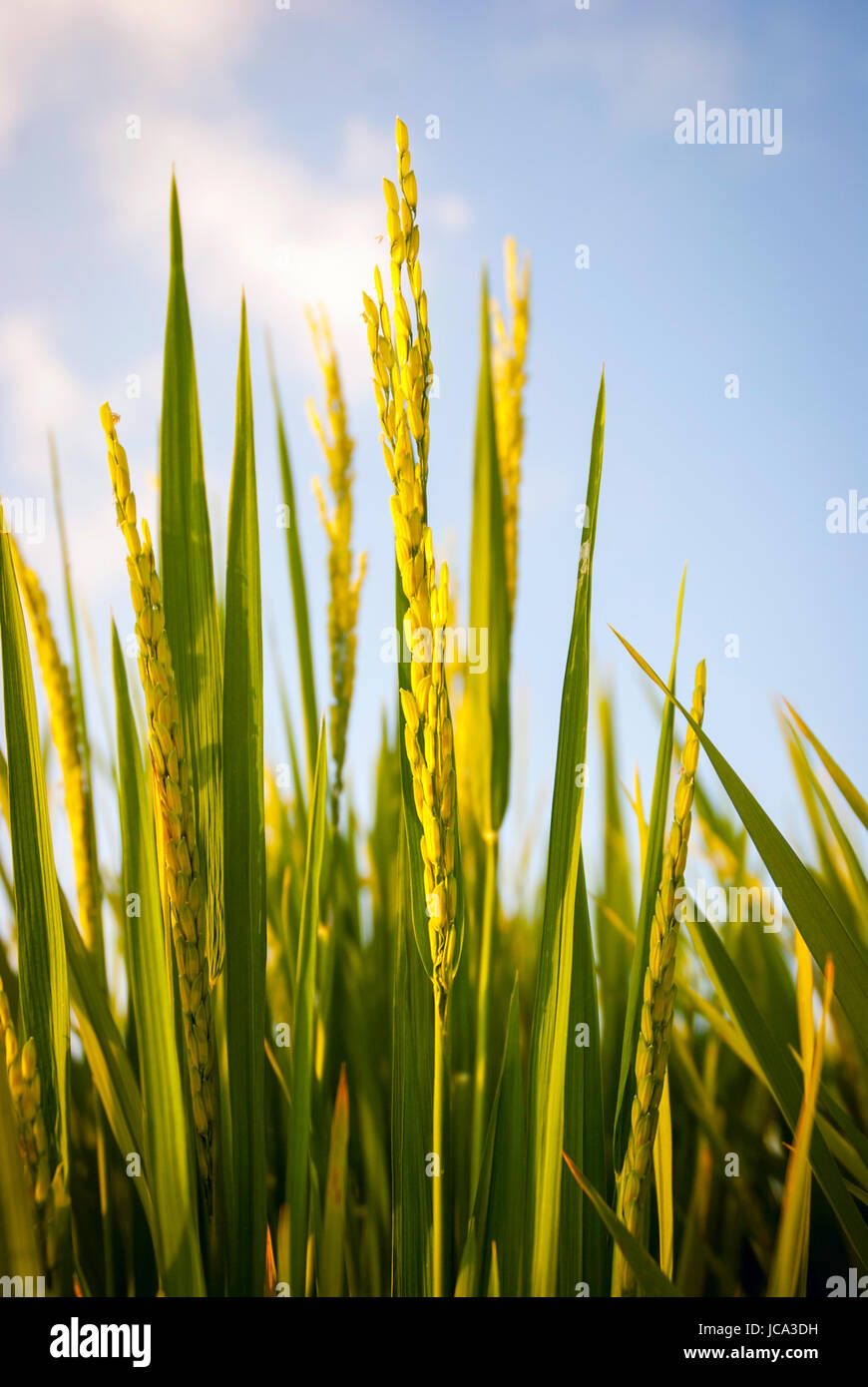 Rice growing on paddy hi-res stock photography and images - Alamy