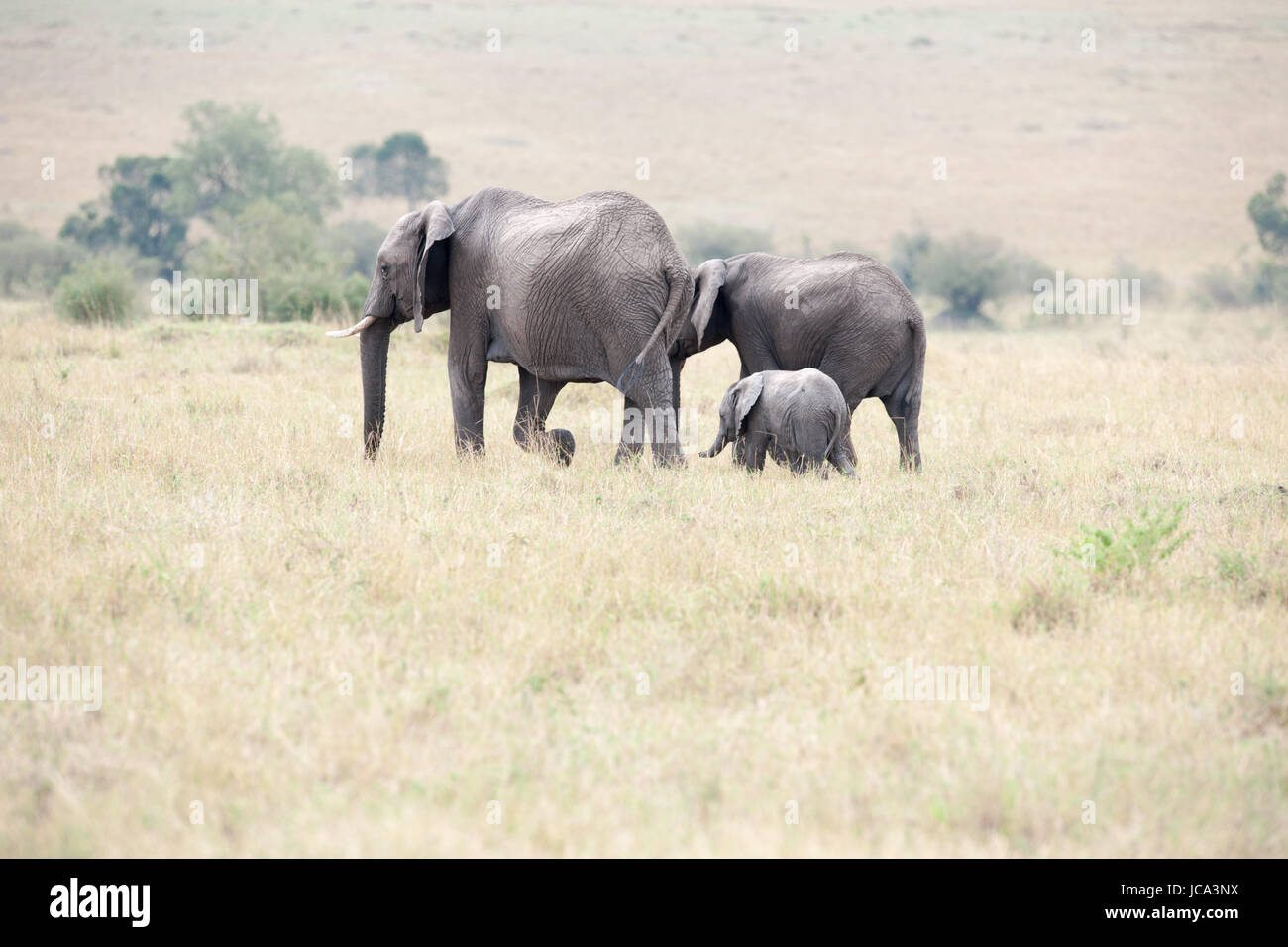 Step afrika hi-res stock photography and images - Alamy