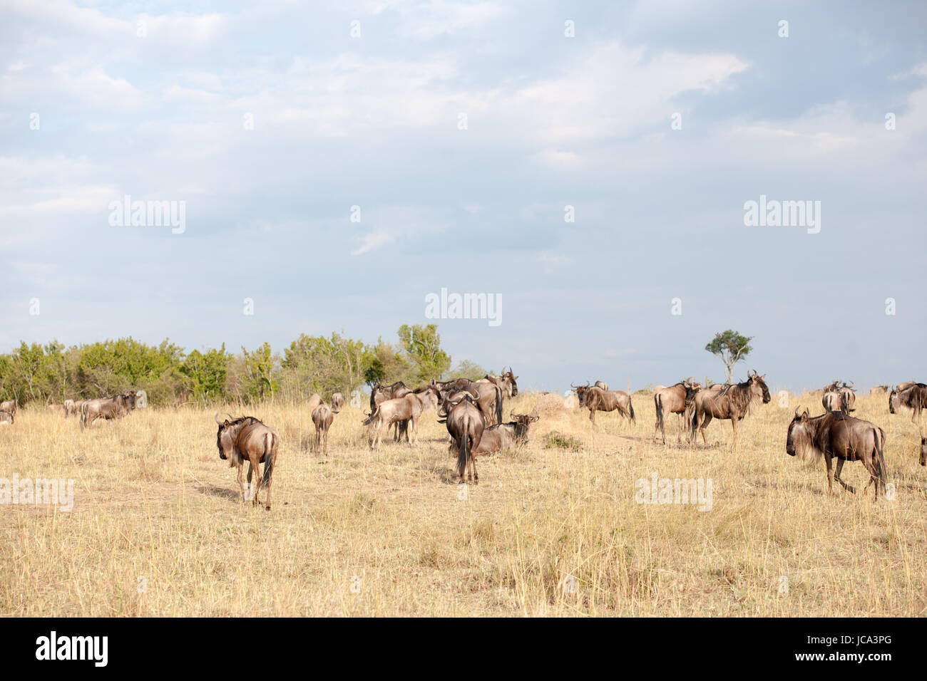 gnu migration on the mara river Stock Photo - Alamy