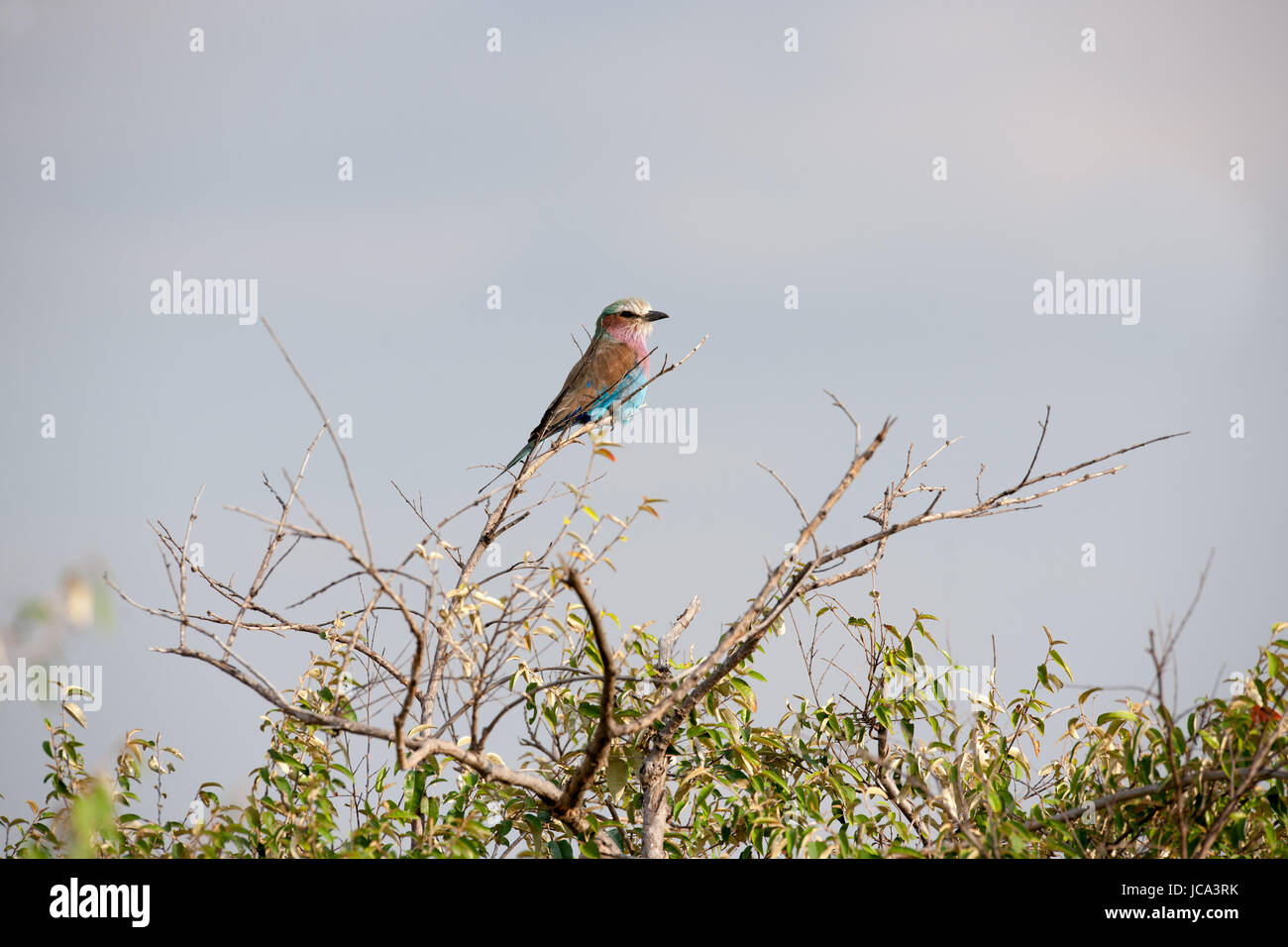 bird in the wilds of africa Stock Photo - Alamy
