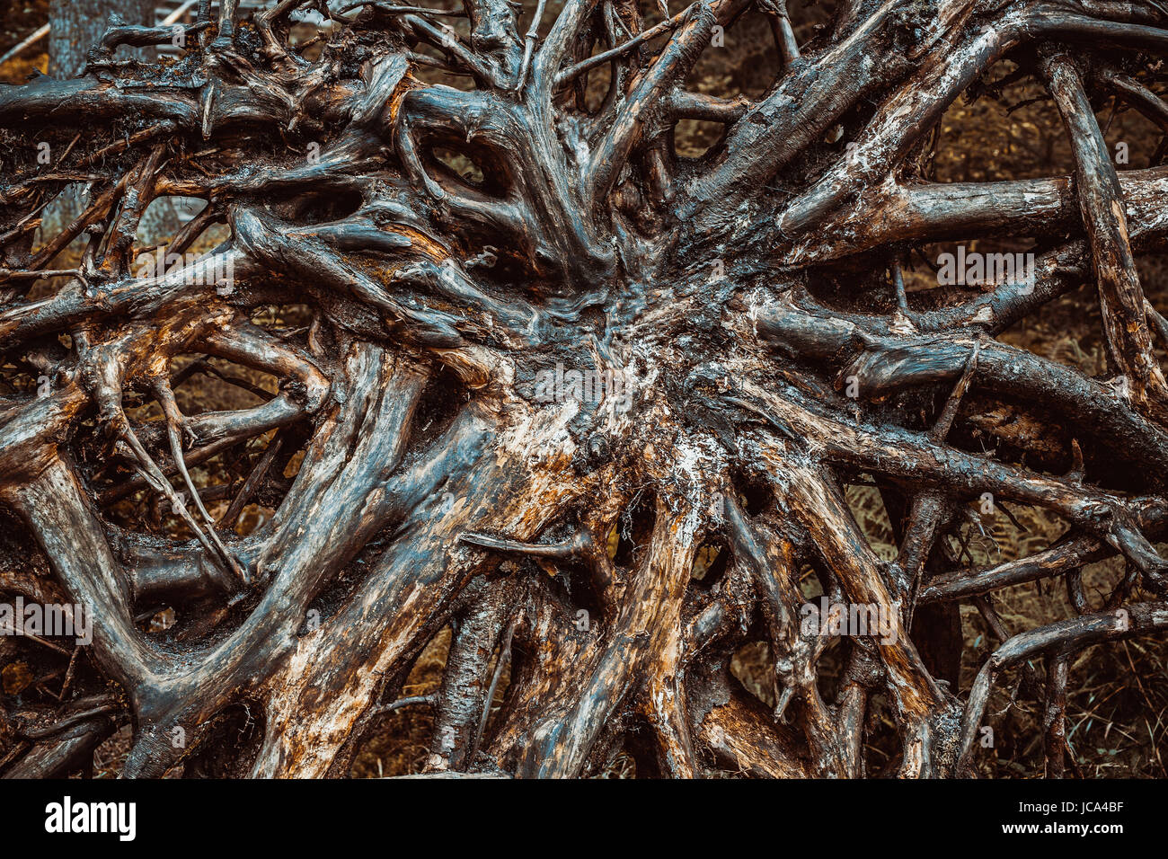 Old fallen tree roots on ground Stock Photo - Alamy