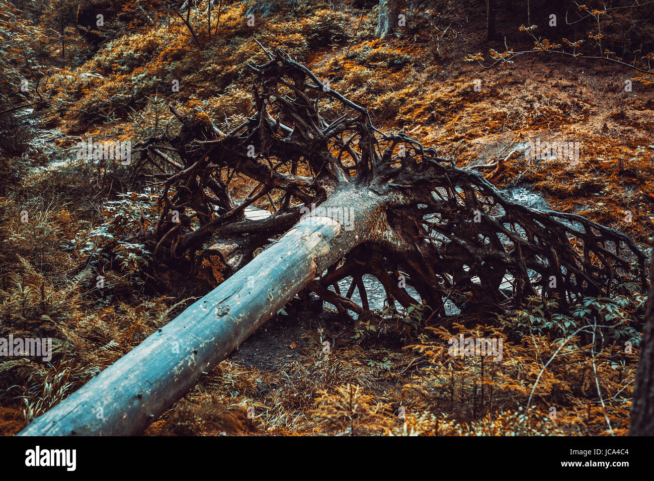 Old fallen tree with roots on ground Stock Photo - Alamy