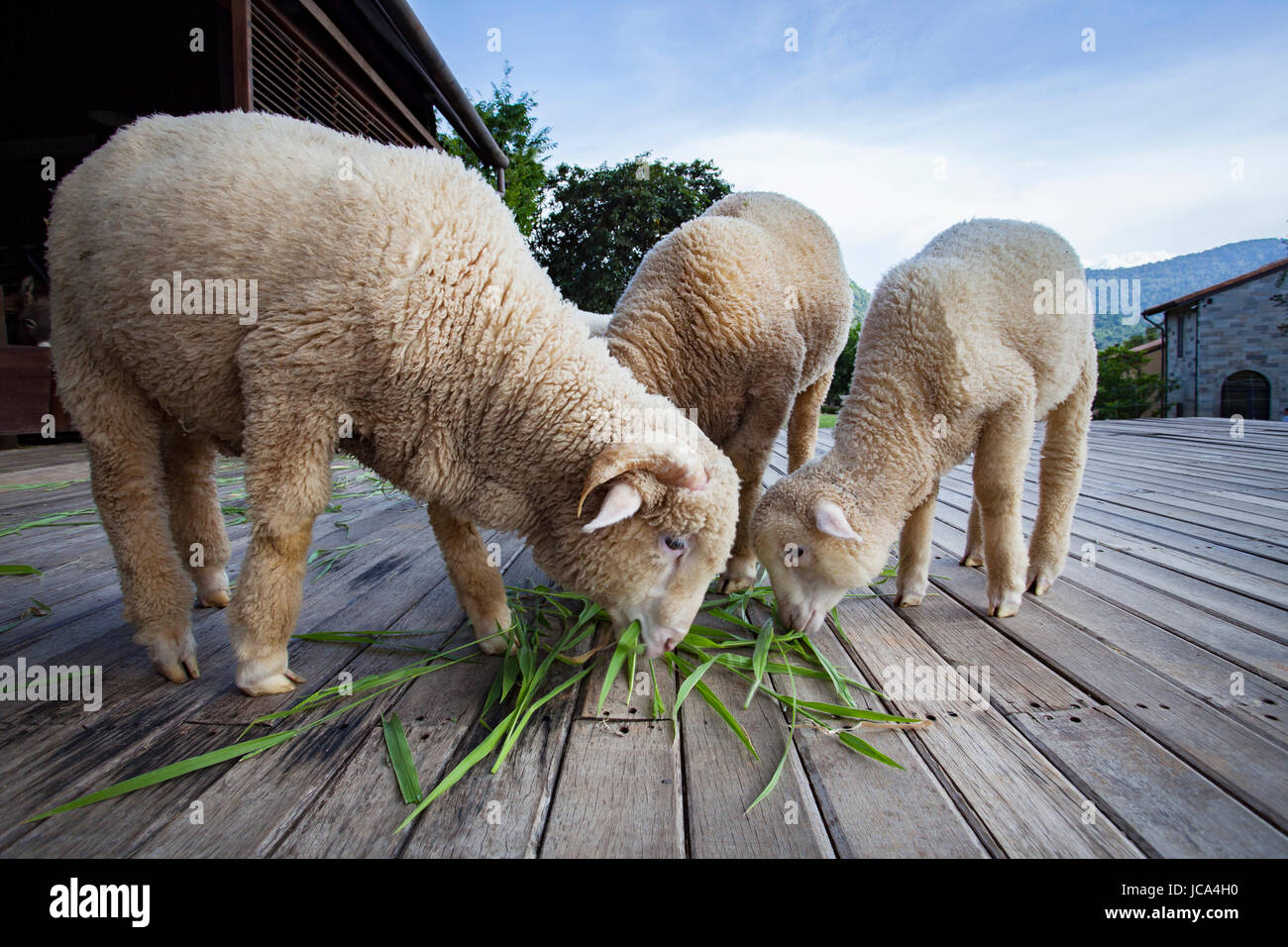 merino sheep eating green grass leaves in livestock farm Stock Photo ...