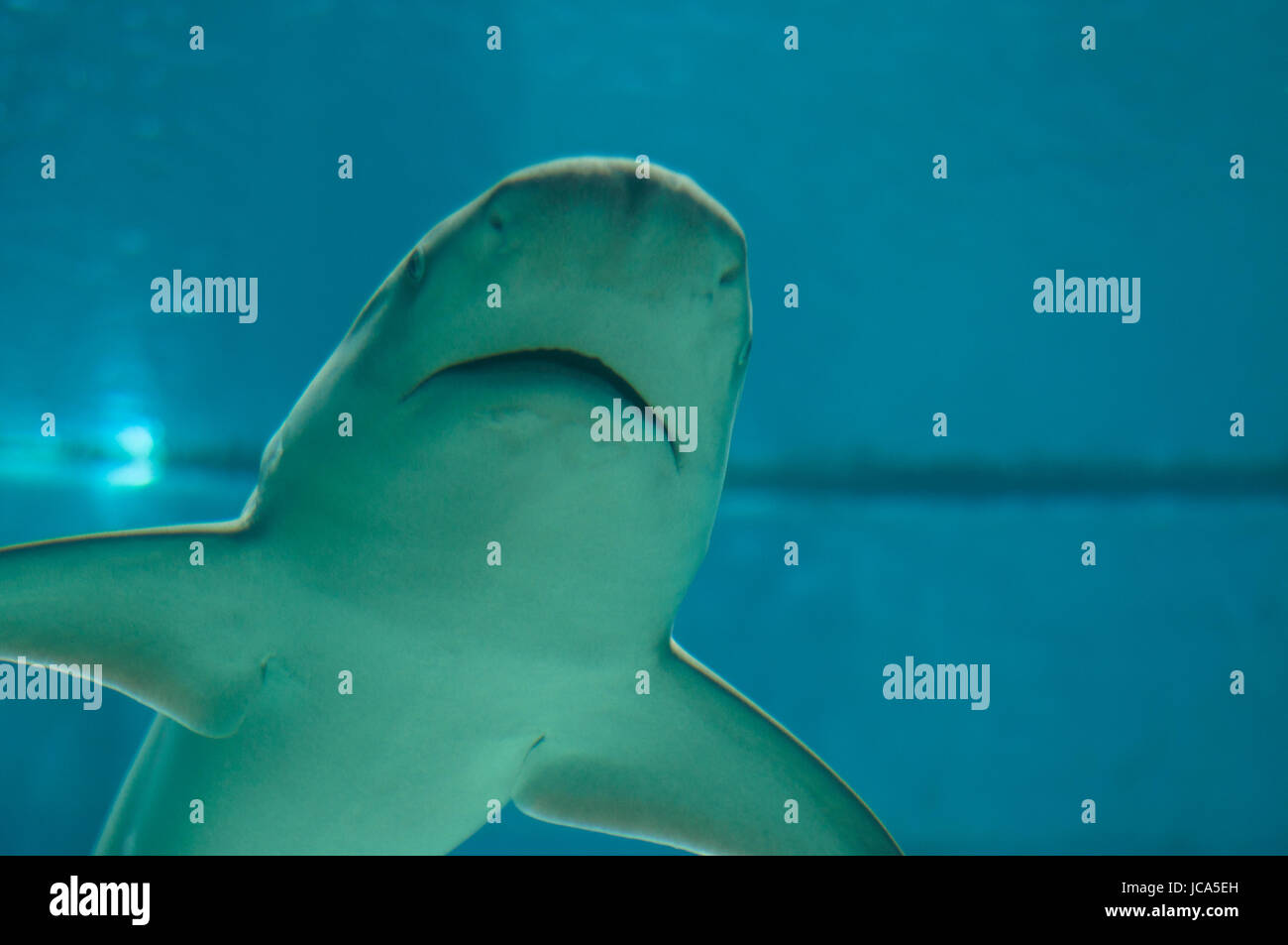 Shark turning hi-res stock photography and images - Alamy