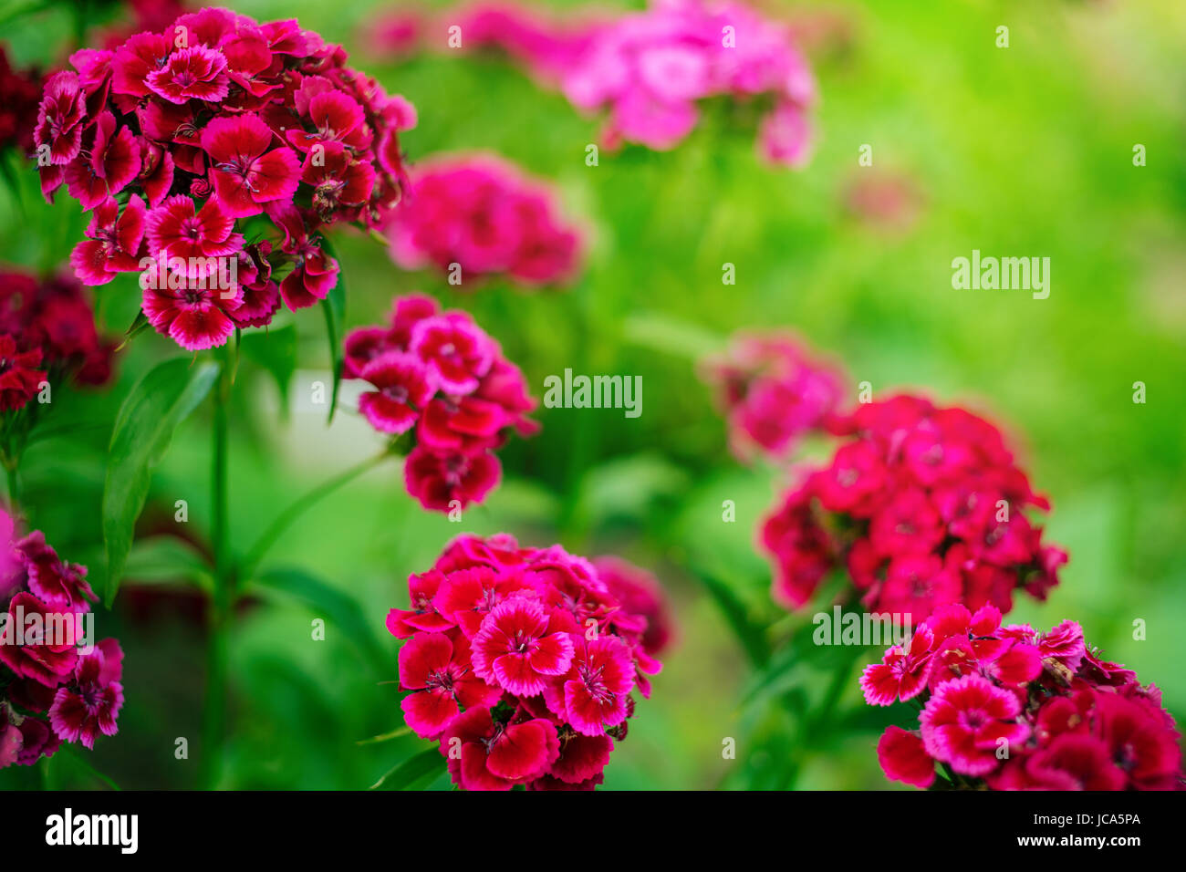Red flowers in garden focus on foreground Stock Photo - Alamy