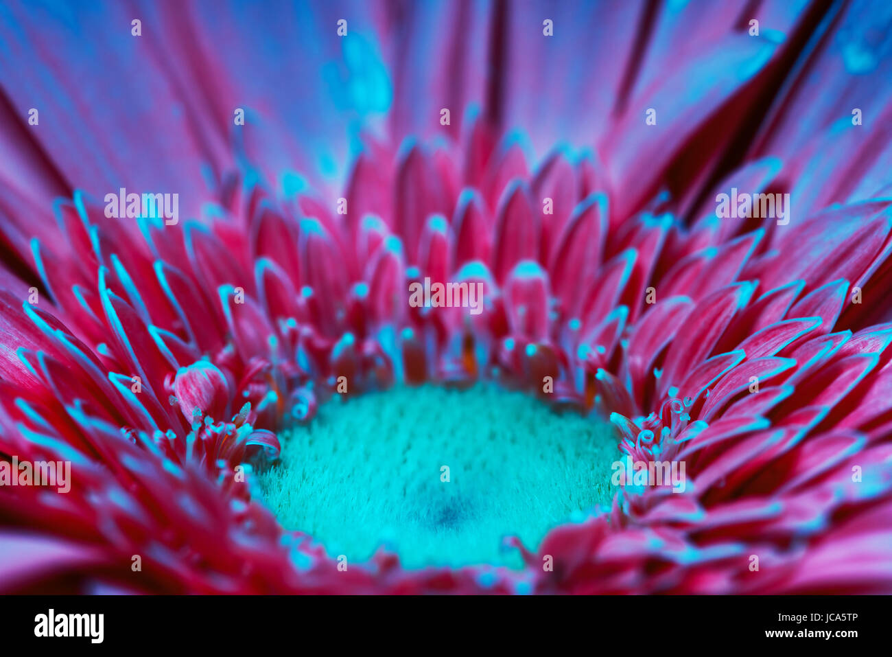 Saturated flower hi-res stock photography and images - Alamy