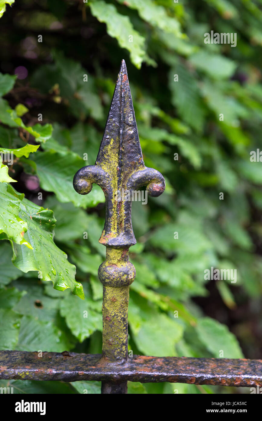 Spear shape leaves hi-res stock photography and images - Alamy