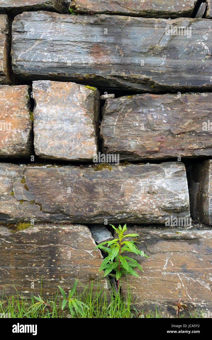 Plants growing on a stone wall Stock Photo - Alamy