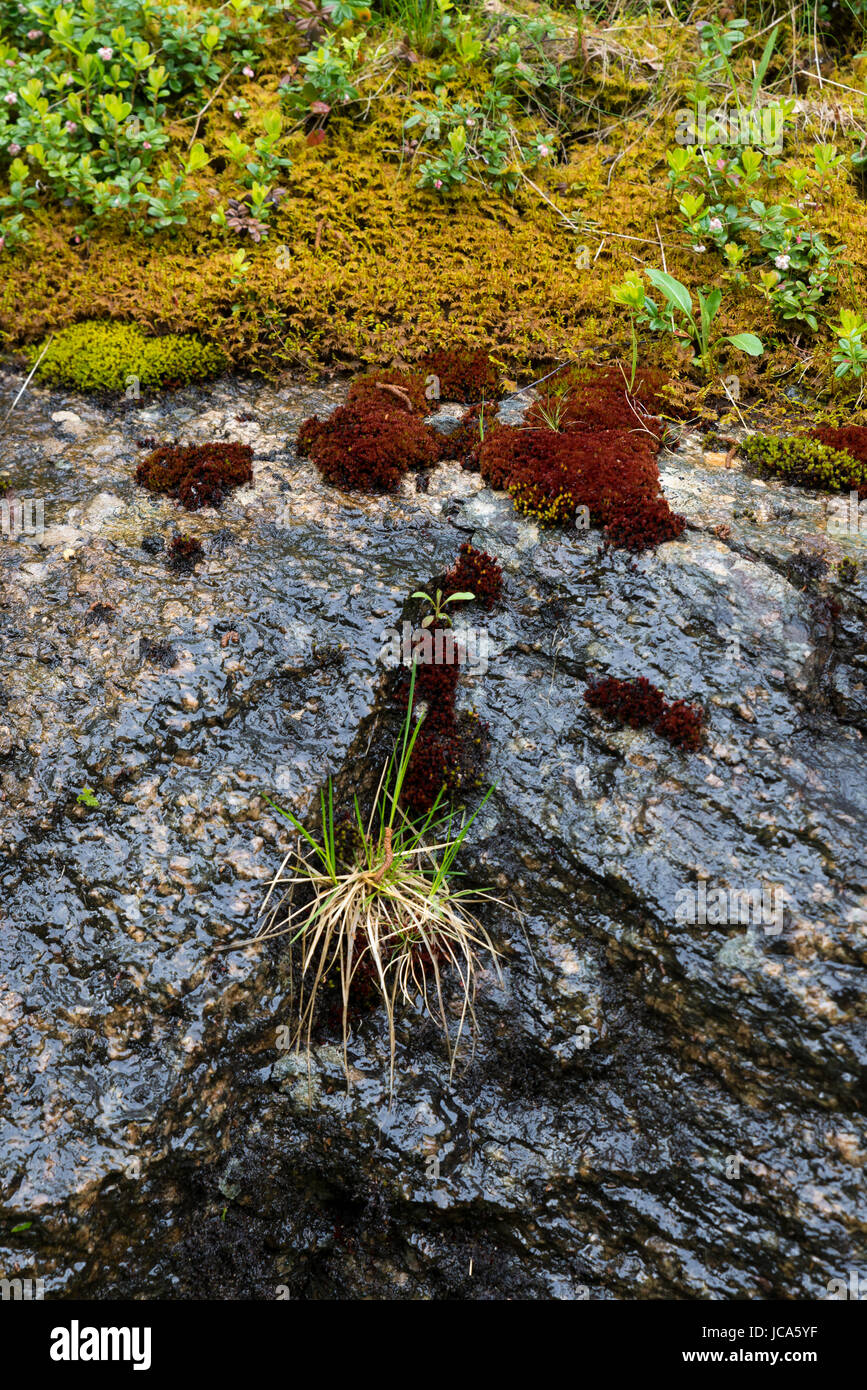 Lichens and moss on a wet rock Stock Photo - Alamy