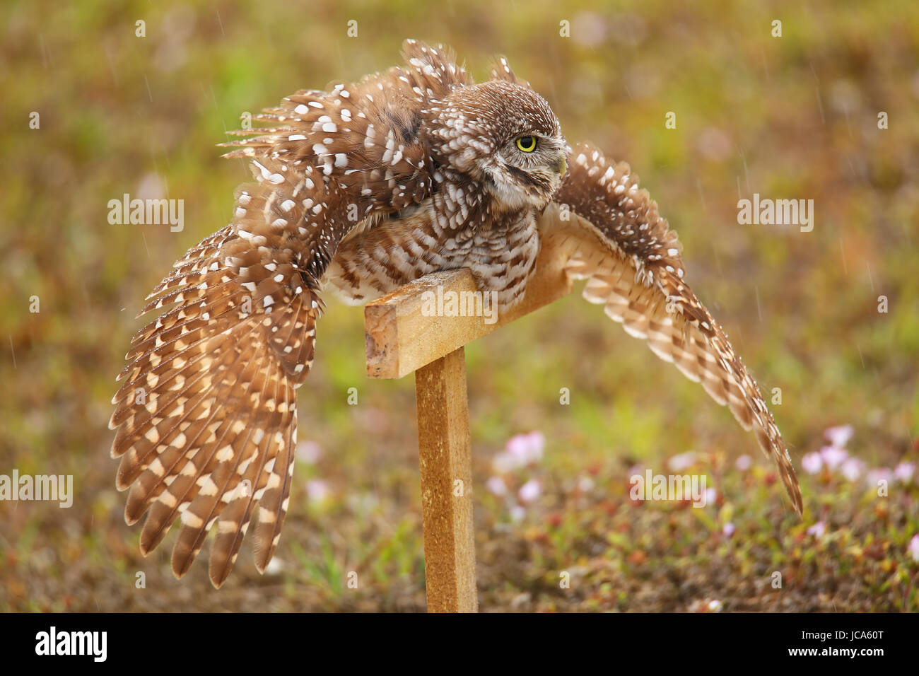Burrowing Owl (Athene cunicularia) spreading wings in the rain Stock ...