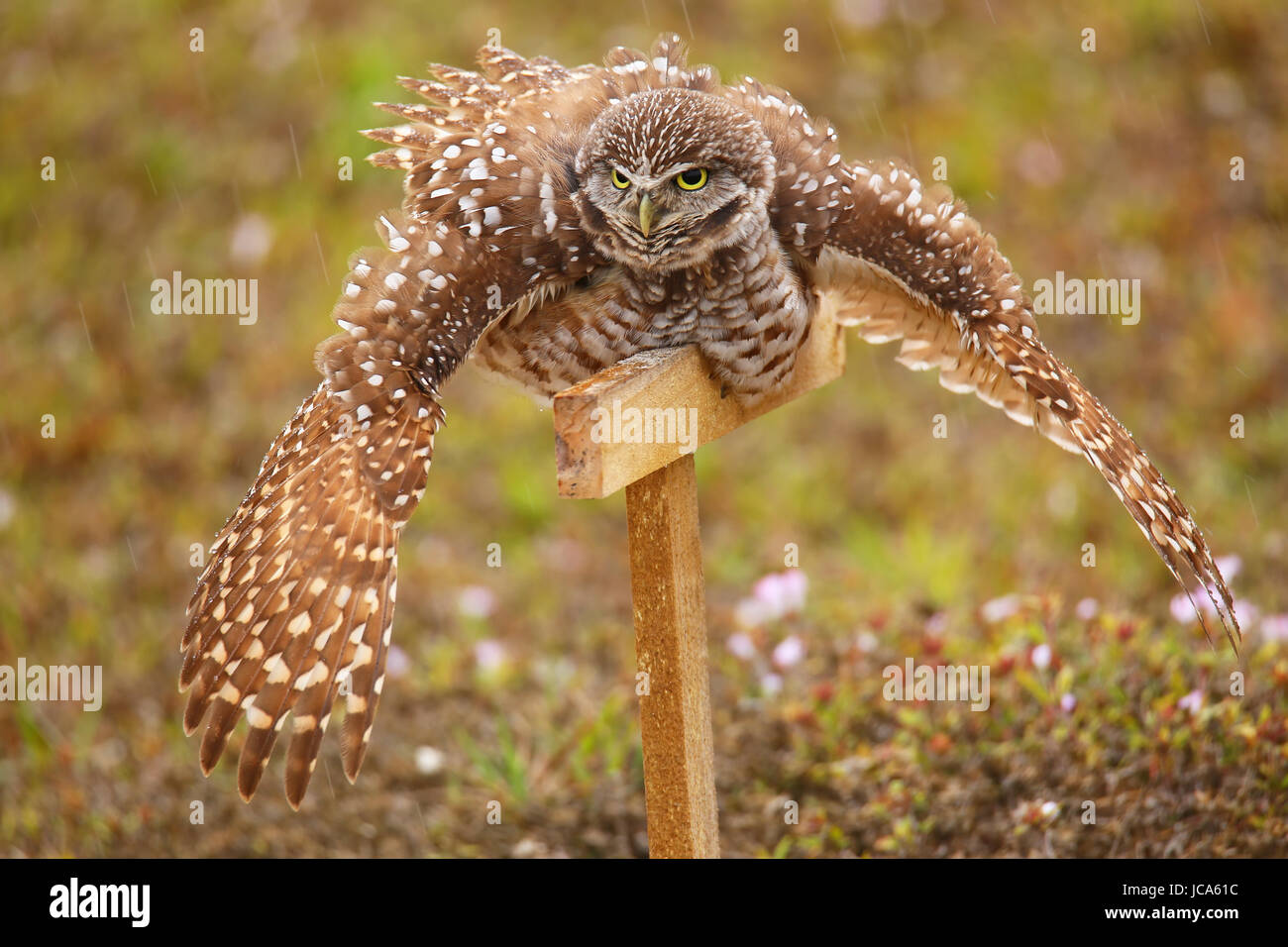 Burrowing Owl (Athene cunicularia) spreading wings in the rain Stock ...